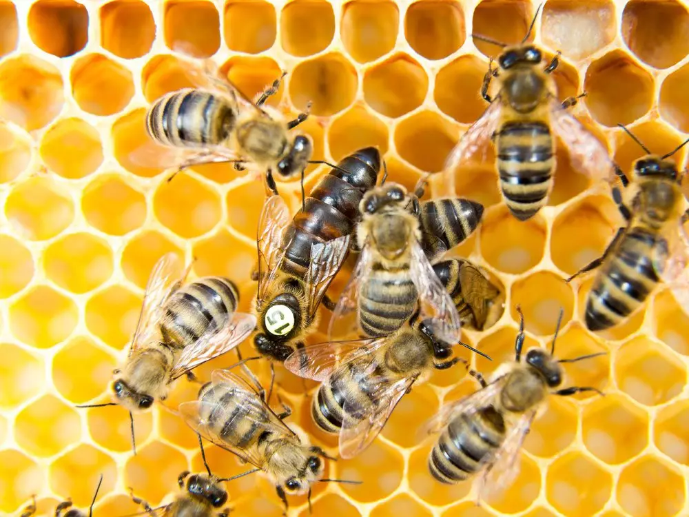 รังผึ้งในเมืองสามารถช่วยนักวิจัยตรวจจับมลพิษทางอากาศได้อย่างไร