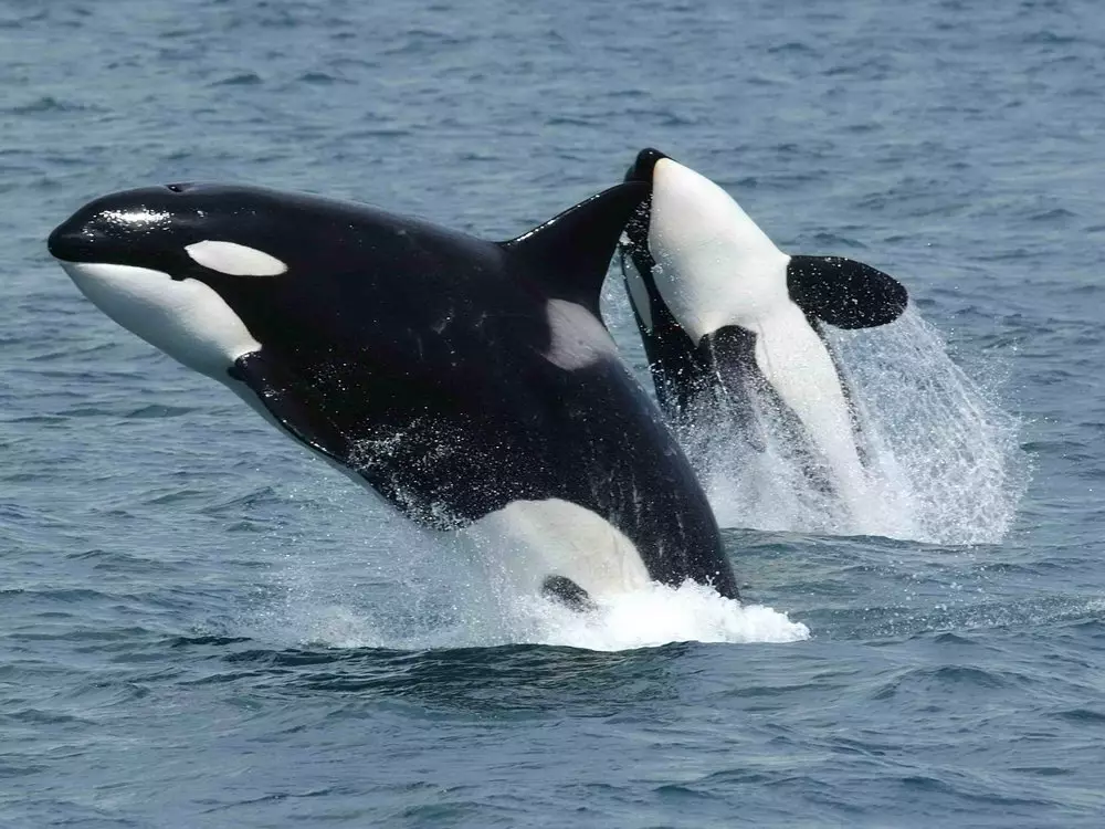 Ob tug killer whales