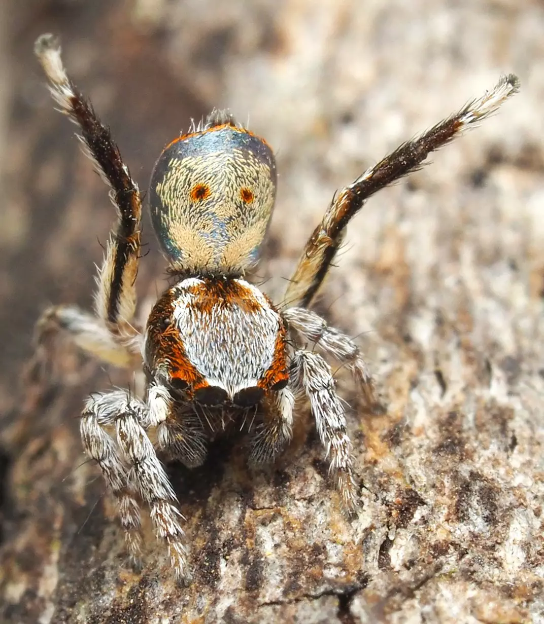 Смотрите семь новых ослепительных, танцующих пауков-павлинов 32820_3