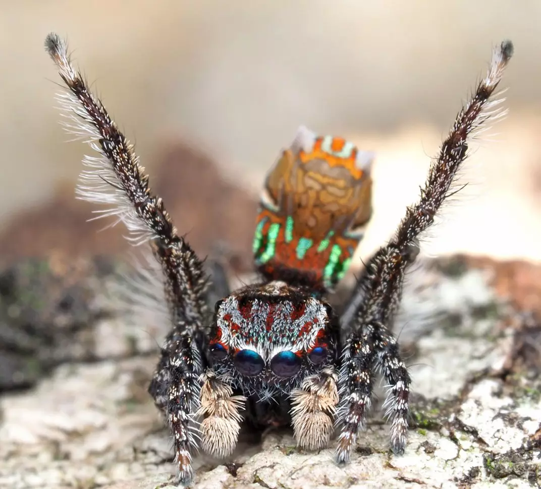 Δείτε το Seven New Dazzling, Dancing Peacock Spiders 32820_6