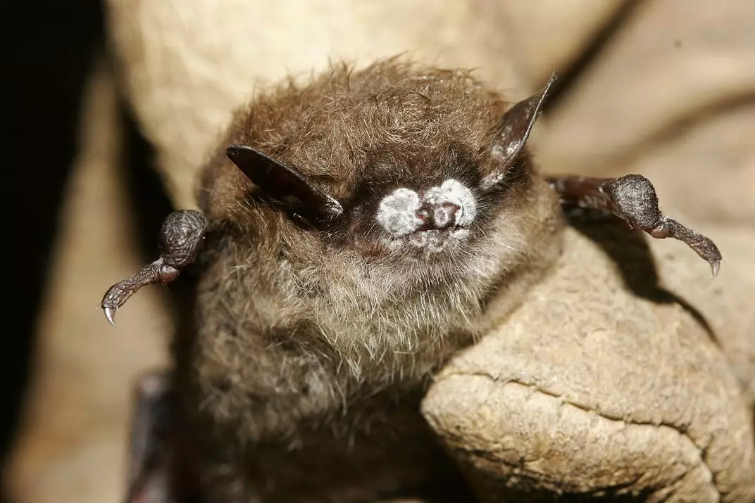 The Little Brown Bat's Mighty Talent