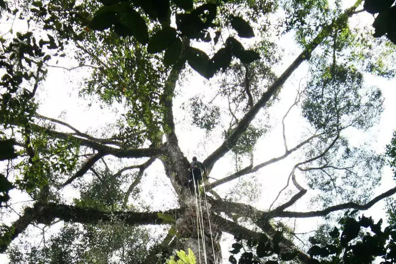 سب سے اونچا اشنکٹبندیی درخت