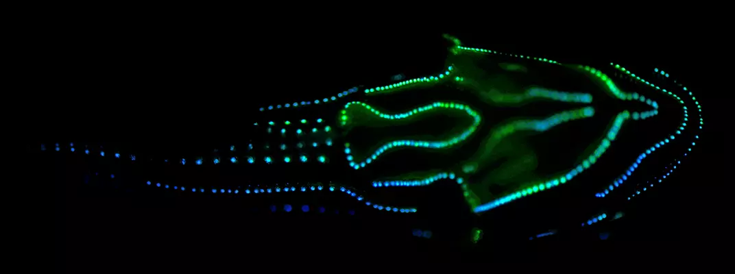 आम्ही विचार केला त्यापेक्षा जास्त मासे स्वतःचा प्रकाश बनवू शकतात 32842_3
