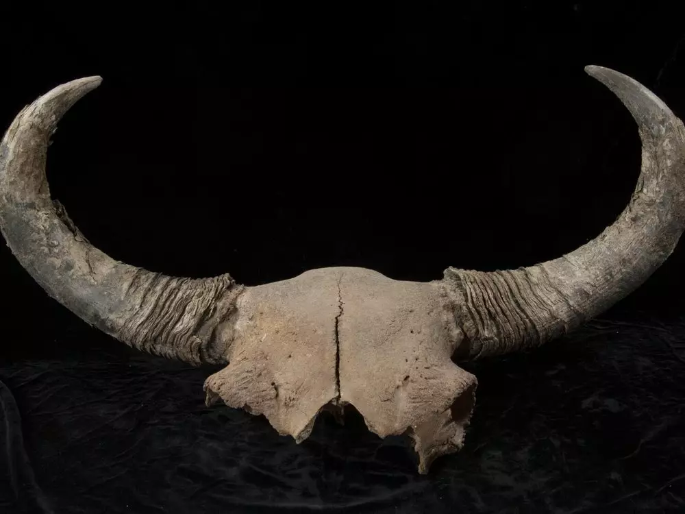 Stepių bizono kaukolė