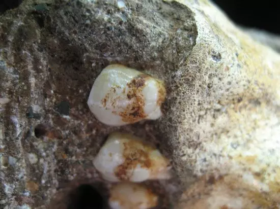 تكشف لوحة الأسنان الموجودة على أسنان أسترالوبيثكس سيديبا أن الأنواع أكلت الخشب أو اللحاء.