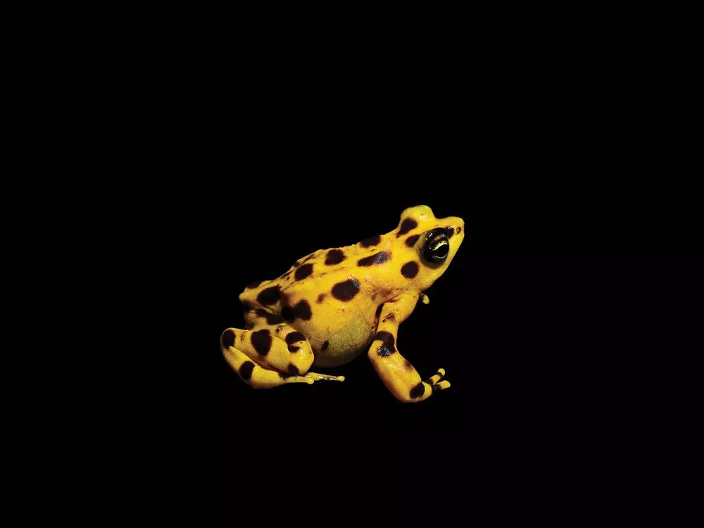 Panamská zlatá žába