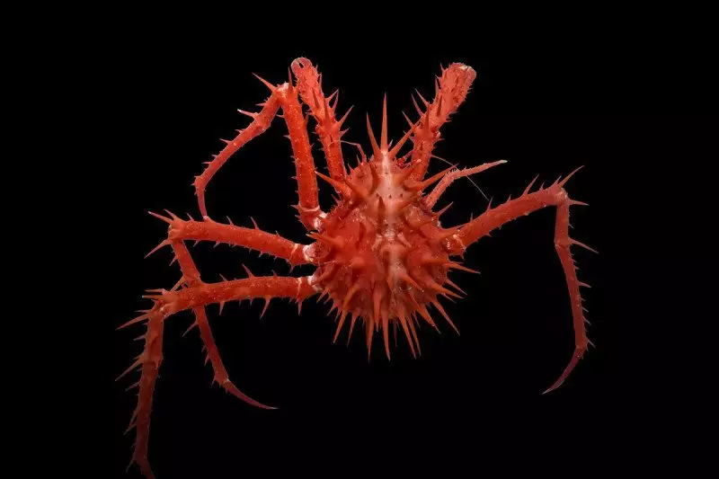 A expedición australiana arrastra criaturas tolas do mar profundo 32990_2