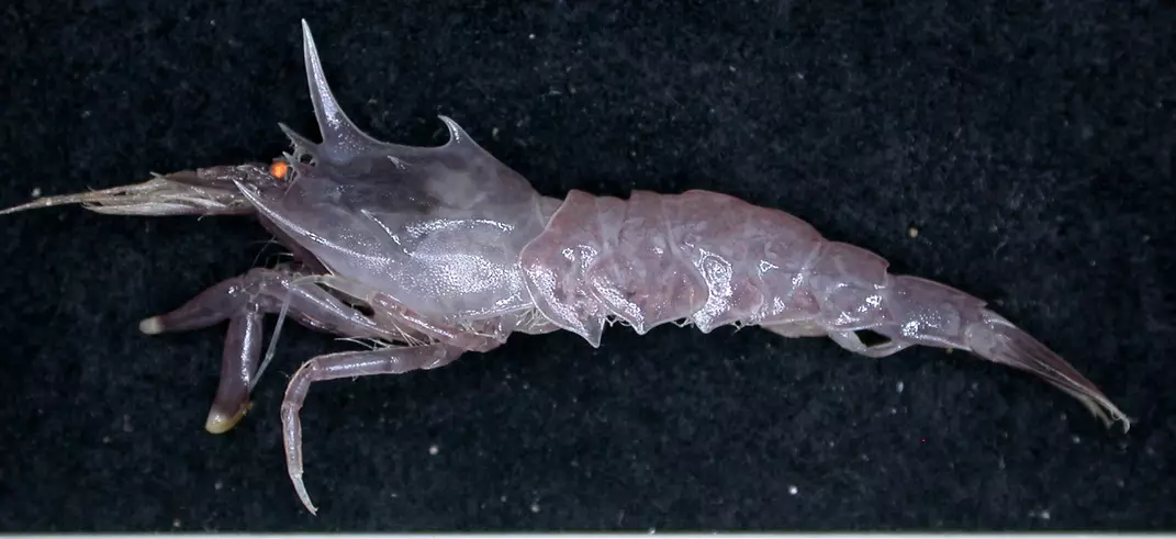 Expedición australiana extrae criaturas locas de las profundidades del mar 32990_9