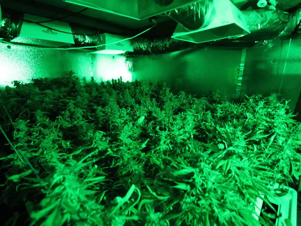 Indoor Cannabis wuessen a Kalifornien.