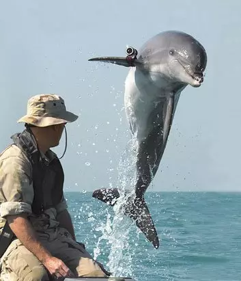 Сэм байкенин дельфиндери