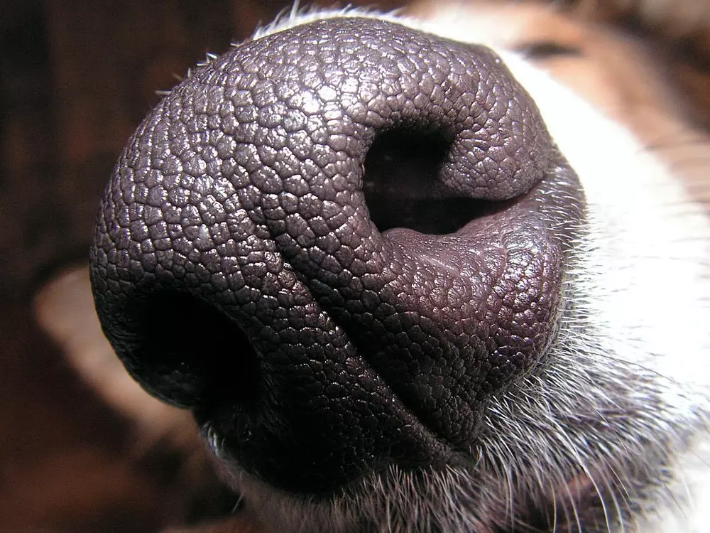 Koiran nenä
