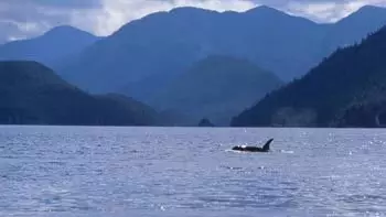 Kit iz pravljice