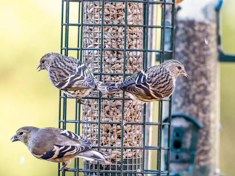 鳴き鳥は鳥の餌箱で致命的な病気を広めています