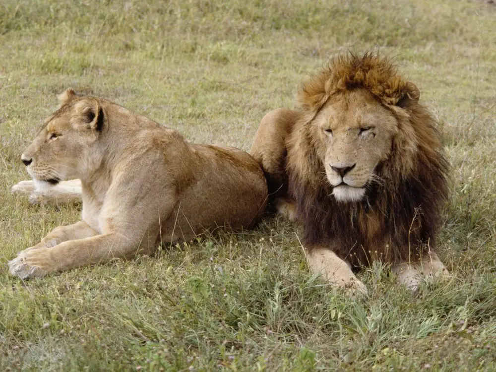 nőstény és hím oroszlán