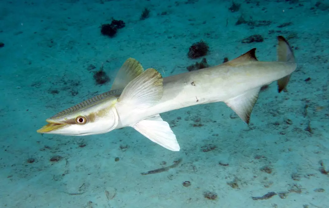 Un outil élégant appelé Squidpop que les scientifiques veulent externaliser 33142_4