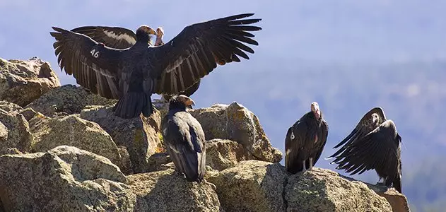 California condors