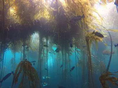 Leuweung kelp banteng