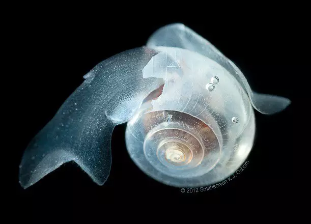 mefuta ea pteropod