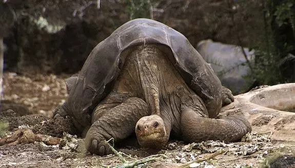 Dènye nan kalite li a, tòti Lonesome George mouri, pa kite pitit pitit