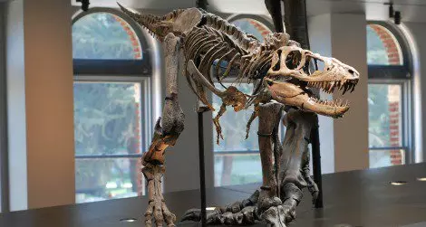 Реконструирана актерска екипа на малолетниот тираносаурус во централниот приказ на сала за диносауруси на NHMLA.