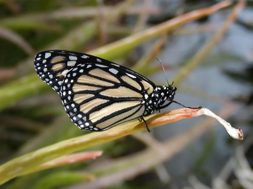 Mariposa monarca