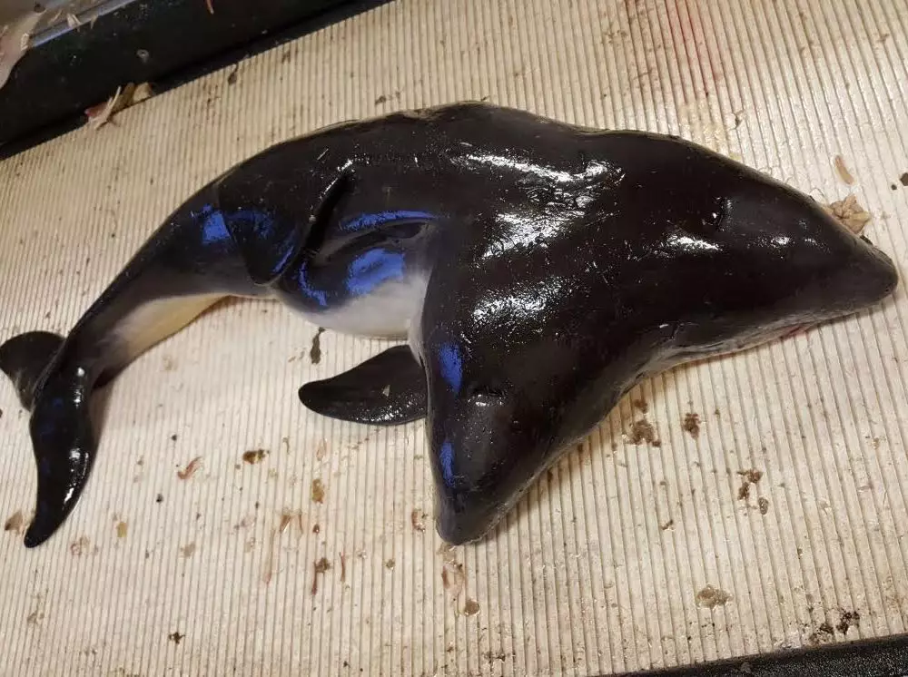 Porpoise Langka Loro Kepala Ditemokake ing Segara Lor