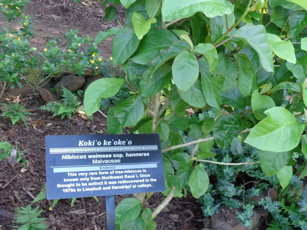 Hibiscus, Limahuli lorategiak