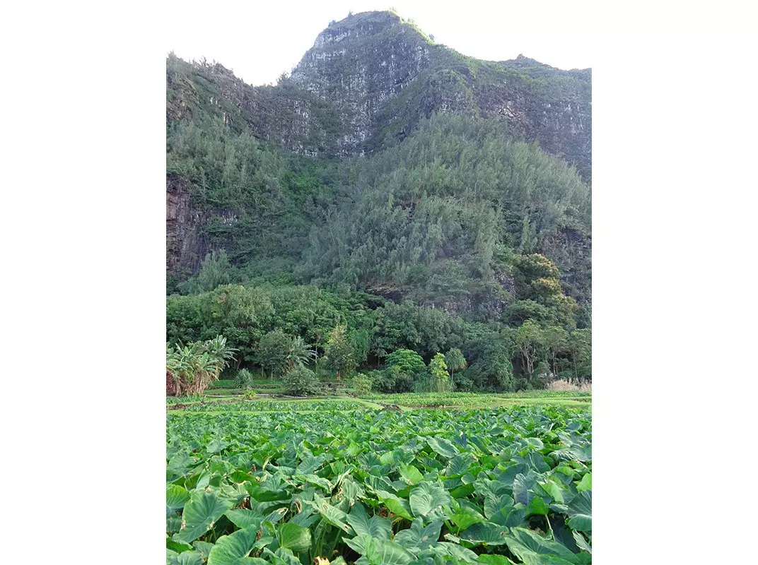 Hľadanie lekcií o kultúre a ochrane na konci cesty v Kauai 33331_7