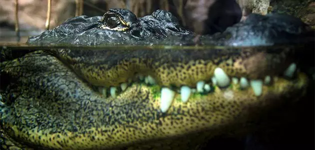 D'Léisung vun engem Alligator Mystère kann d'Mënschen hëllefen, verluer Zänn z'entwéckelen