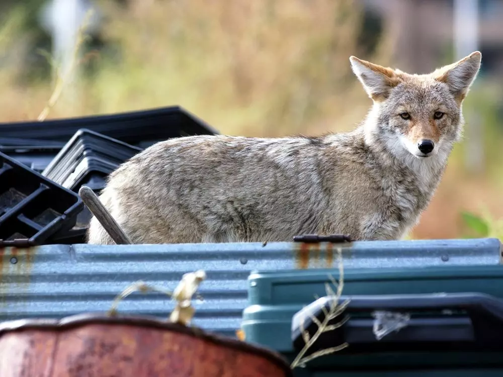 Een stedelijke coyote in Denver