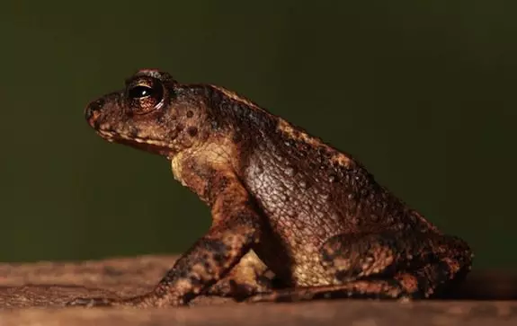 Toad-rare.jpg