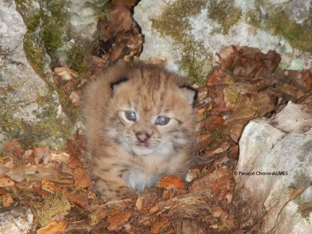 Akaga Balkan Lynx Kitten Ifoto Yambere Ifoto Yambere