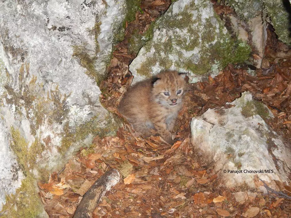 Endangered Balkan Lynx Kitten foar it earst yn in tsien jier fotografearre 33382_1