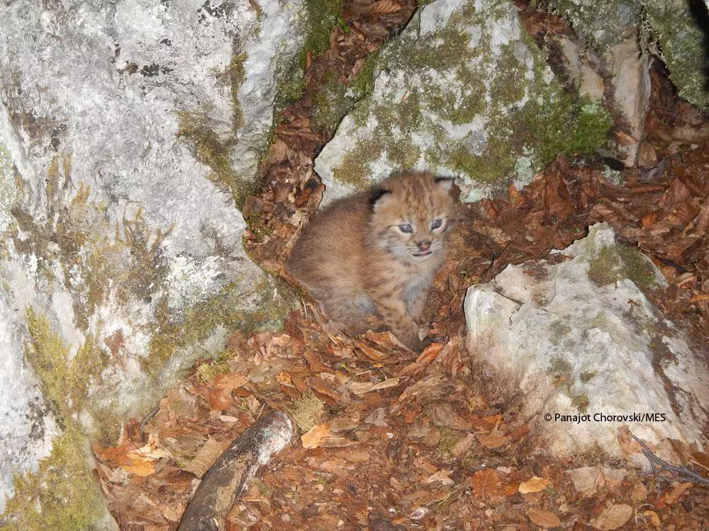 Ugroženo mače balkanskog risa fotografisano prvi put posle decenije 33382_1