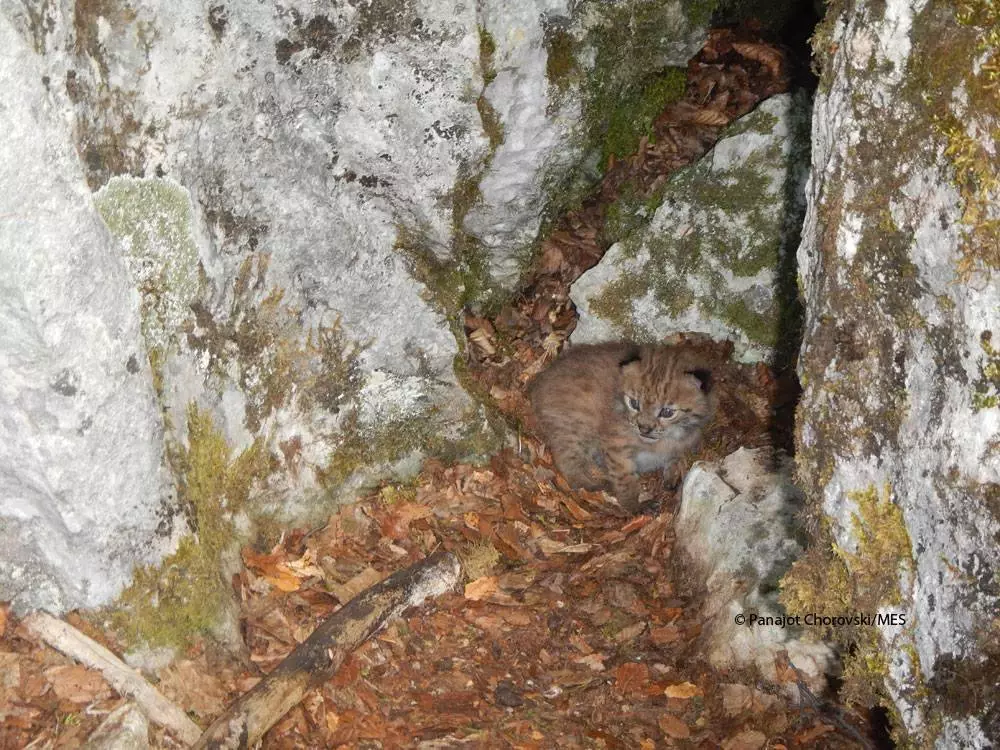 Bedreigde Balkan Lynx-katjie vir die eerste keer in 'n dekade gefotografeer 33382_2