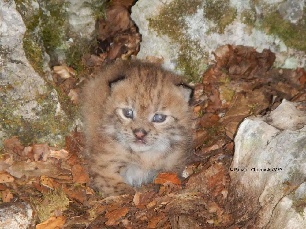 Endangered Balkan Lynx Kitten foar it earst yn in tsien jier fotografearre 33382_3