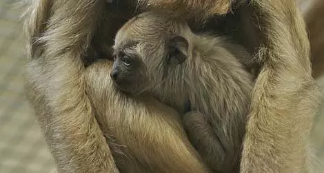 Nejnovější přírůstek Národní zoologické zahrady, mládě vřešťana.