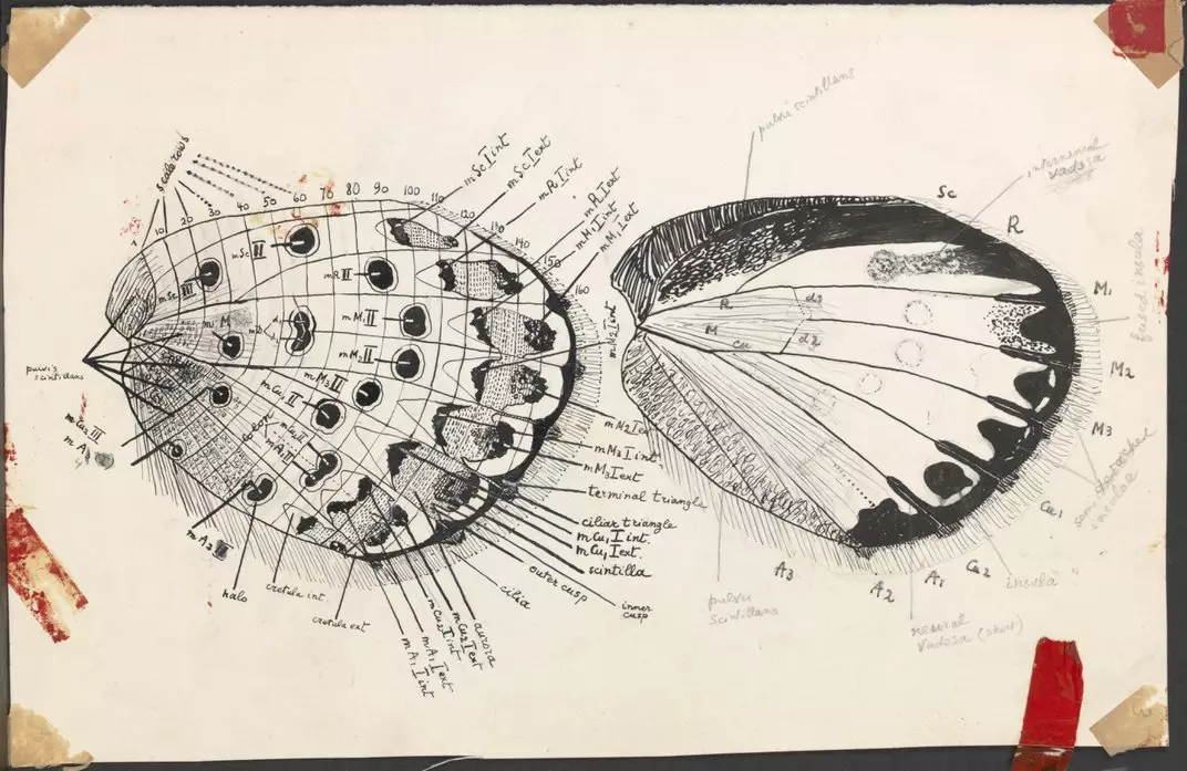 Vladimir Nabokov's Butterfly Drawings Inotora Ndege MuBhuku Idzva Iri 33398_1