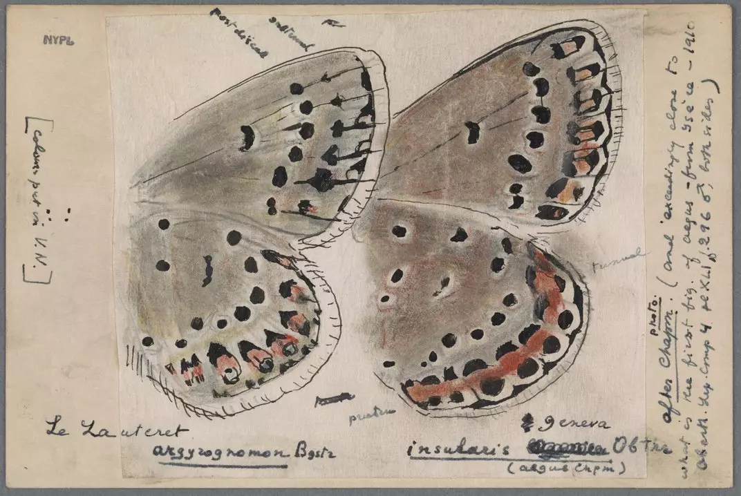 Vladimir Nabokovs sommerfugletegninger flyver i denne nye bog 33398_2