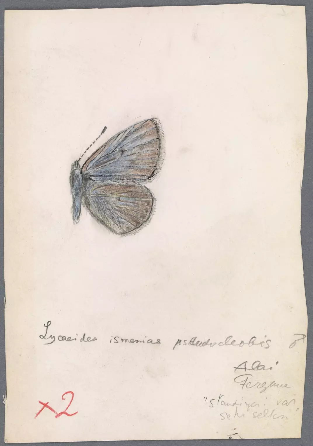 Els dibuixos de papallones de Vladimir Nabokov prenen vol en aquest nou llibre 33398_5