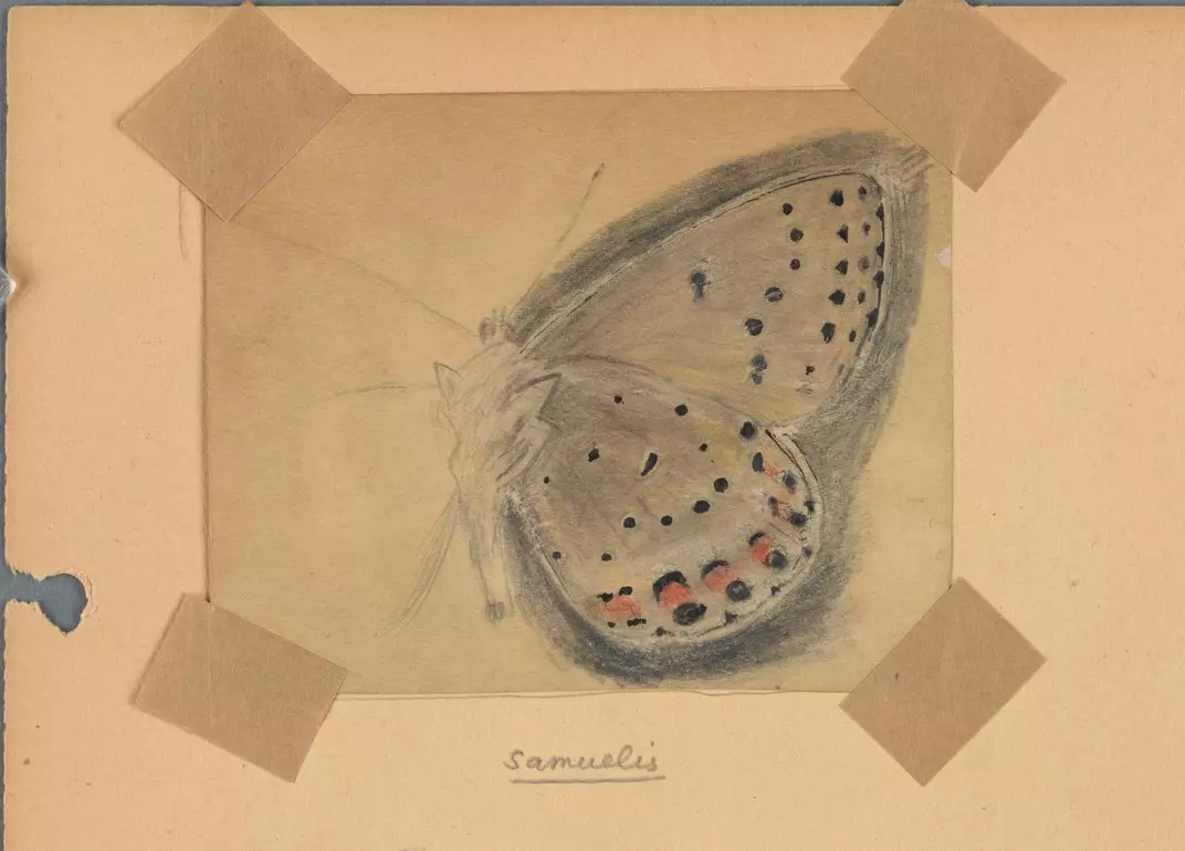 Цртежите на пеперутките на Владимир Набоков летаат во оваа нова книга 33398_6