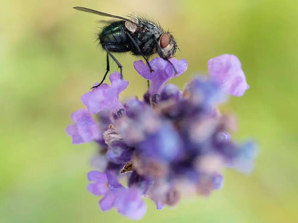 Wie sehr helfen Fliegen bei der Bestäubung?