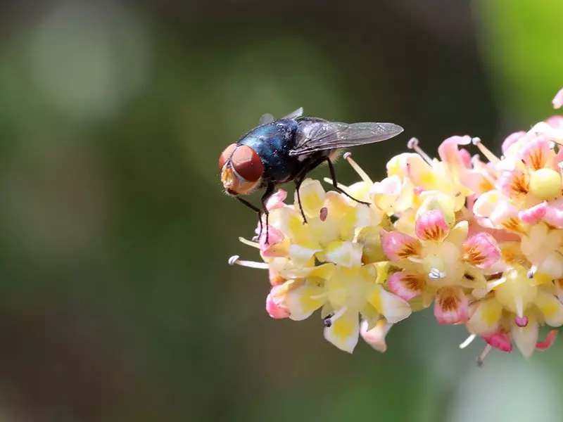 Blowfly على زهرة المانجو