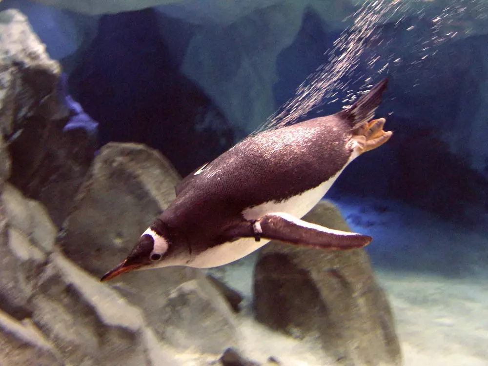 Em um primeiro momento, pesquisadores gravam pinguins vocalizando debaixo d'água