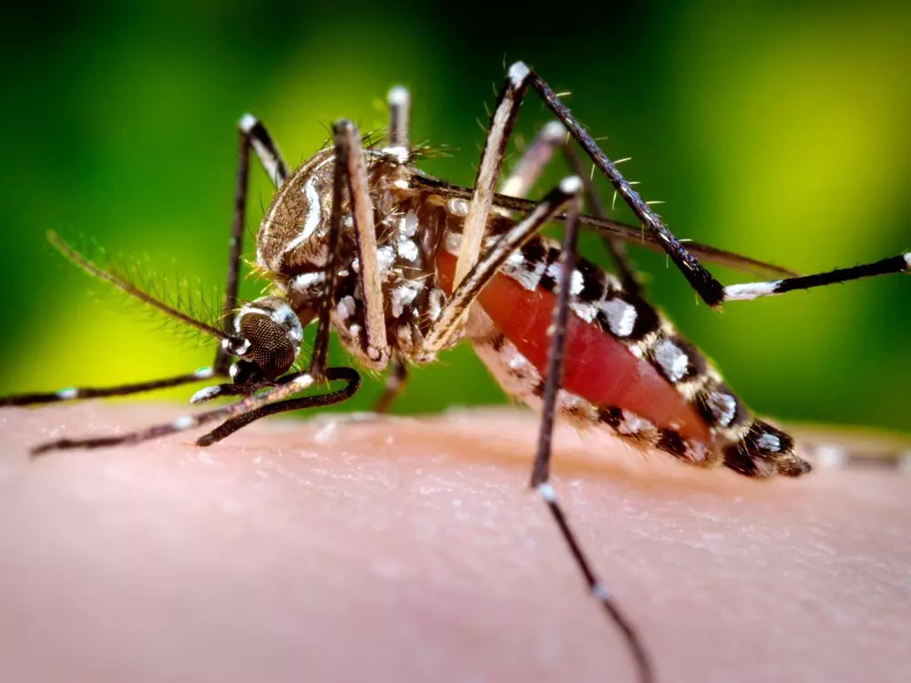 Malária, Zika e Dengue podem encontrar seu par em bactérias transmitidas por mosquitos