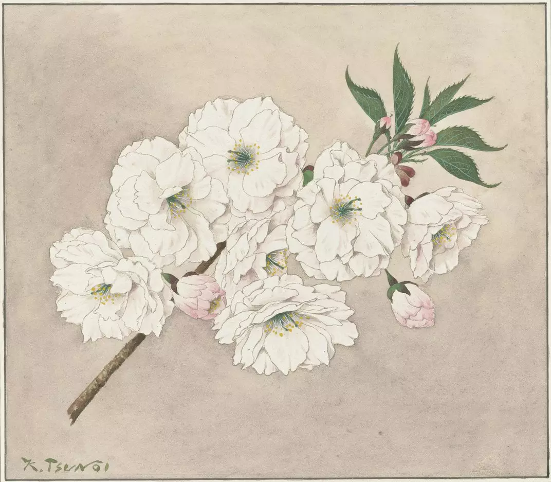 Ichiyō (единичен лист), 1921 г
