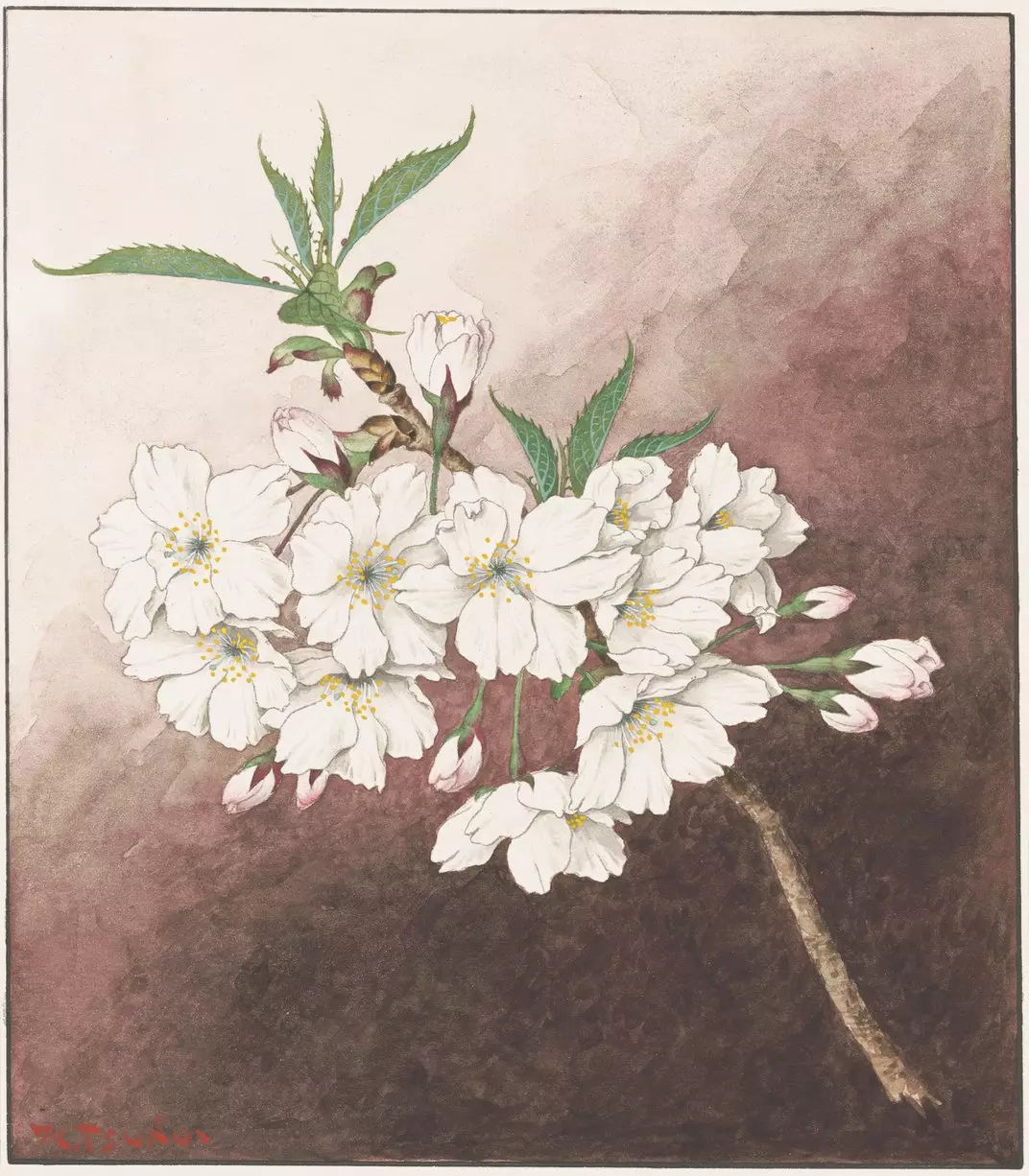 Jōnioi (Верхній аромат), 1921