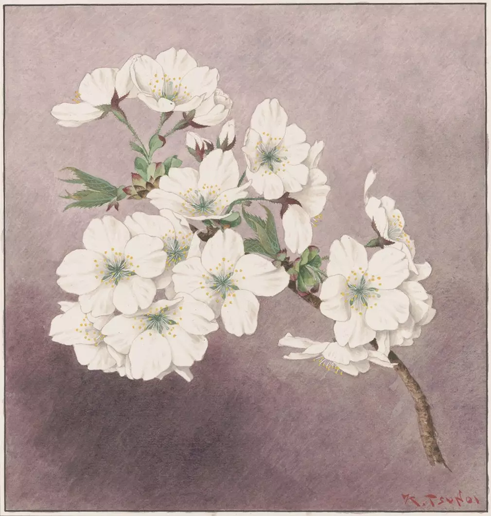 شیریوکی (سفید برف)، 1921