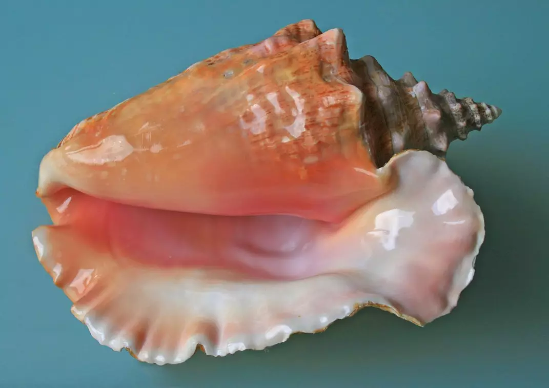 Dëst Conch-Shell inspiréiert Material kéint Helm a Kierperrüstung méi sécher maachen