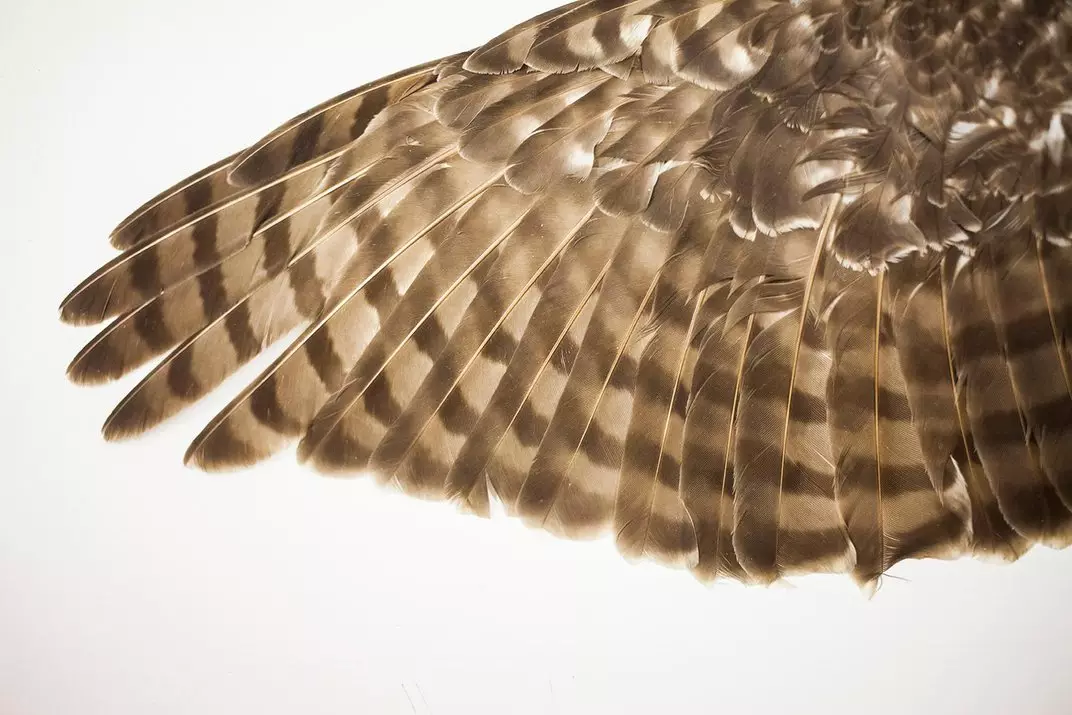 Contando a historia dos tesouros dos nativos americanos do século XIX a través de plumas de aves 33487_1